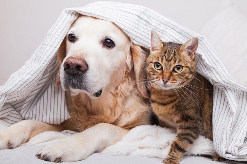 Criptococose em Cães e Gatos | Consulfarma